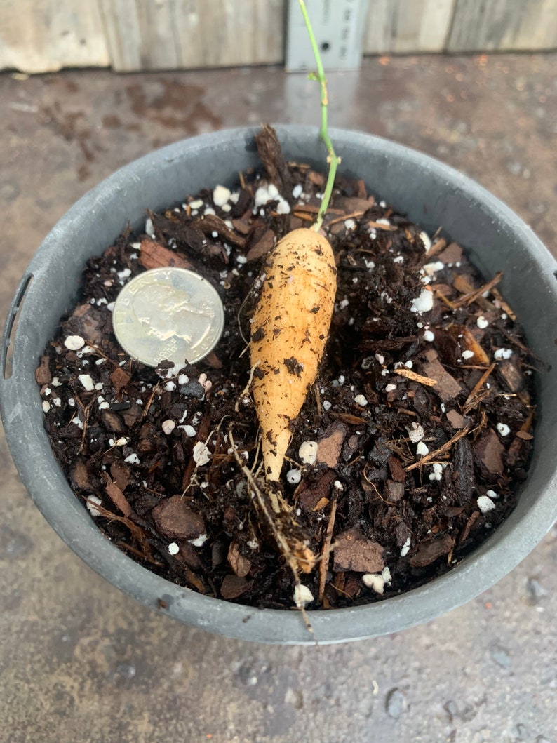 Ibervillea Lindheimeri Dormant Caudex - Etsy