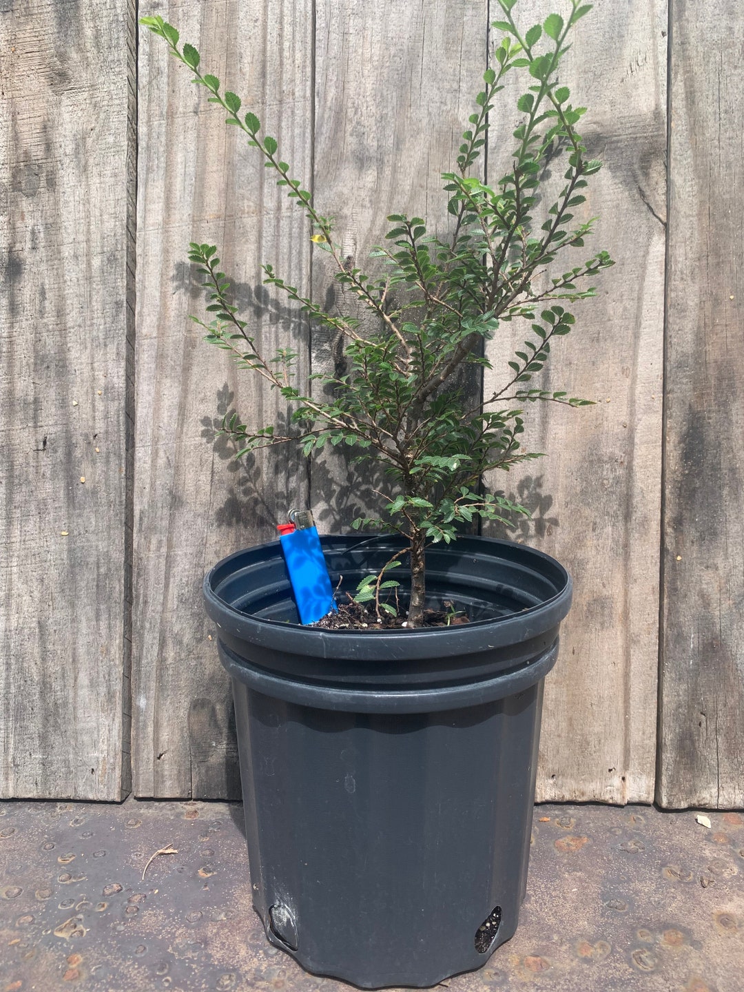 Ulmus Parvifolia seiju Dwarf Chinese Elm Rooted Plants in 1 Gallon Pot ...