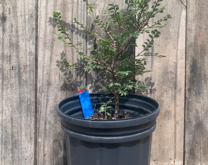 Ulmus Parvifolia ‘seiju’ Dwarf Chinese Elm Rooted Plants in 1 Gallon ...