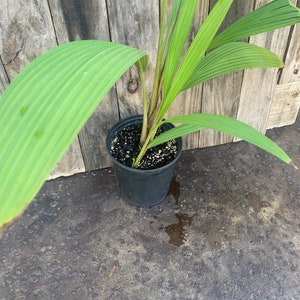 Curculigo Capitulata, Palm Grass Live Rooted Plant - Etsy