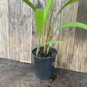 Curculigo Capitulata, Palm Grass Live Rooted Plant - Etsy