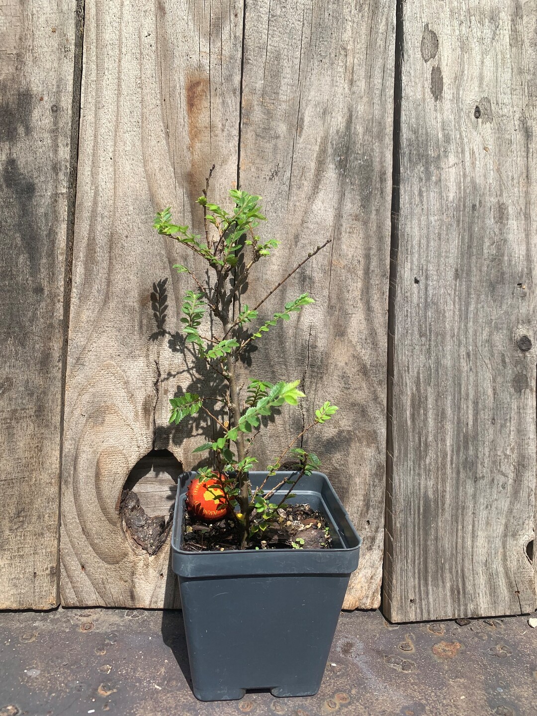 Ulmus Parvifolia seiju Dwarf Chinese Elm Rooted Plants in 3.5 Inch Pot ...