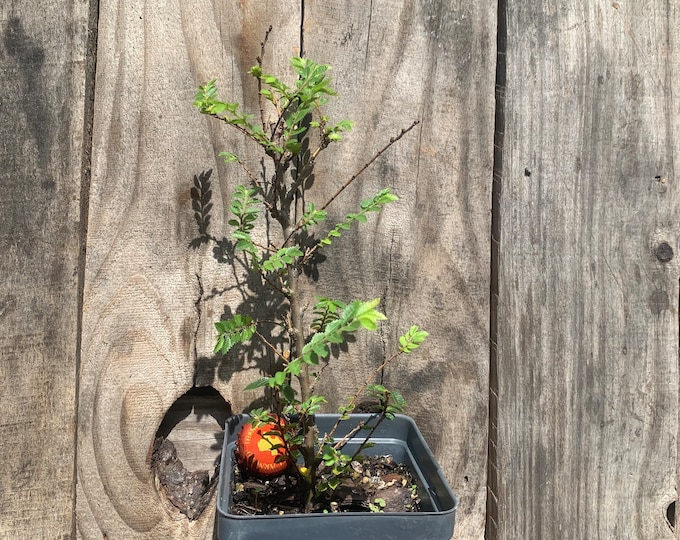 Ulmus Parvifolia ‘seiju’ Dwarf Chinese Elm Rooted Plants in 3.5 Inch ...