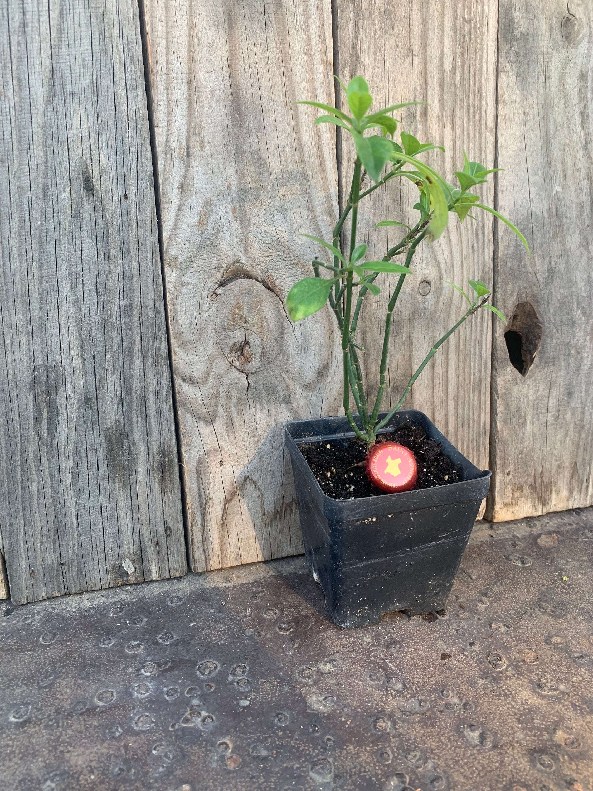 Turquoise Flowering Shrimp Plant Ecbolium Viride 2 Live - Etsy