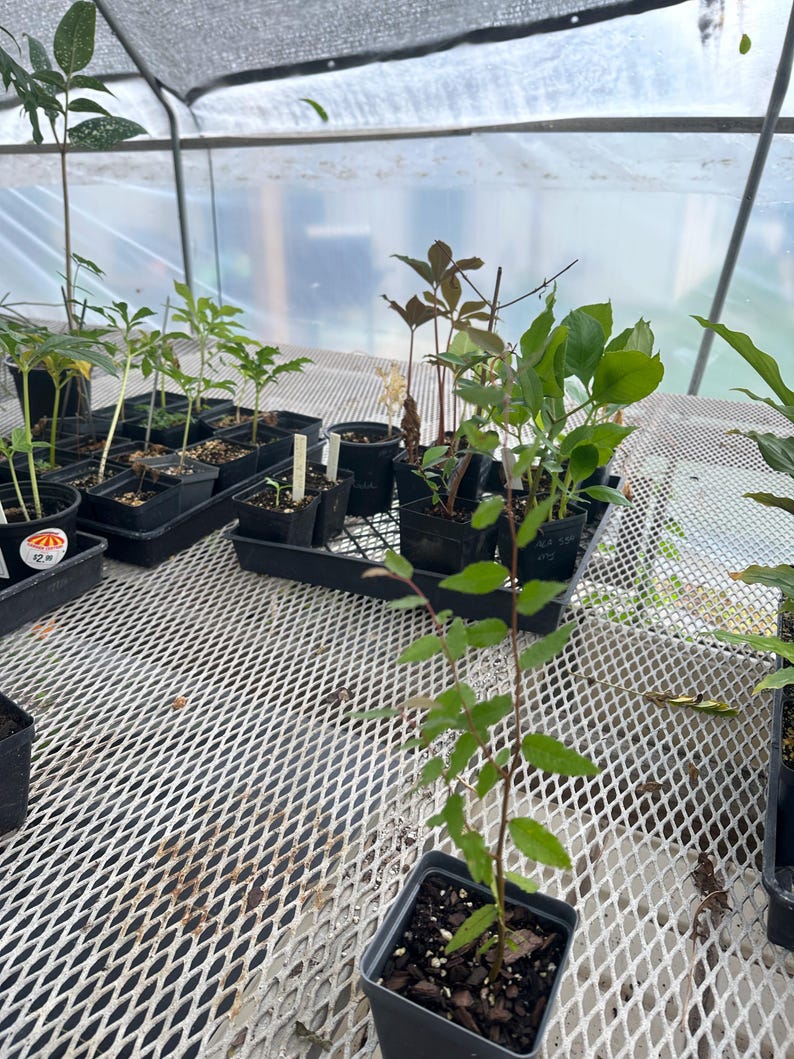 Planera Aquatica, the Planertree or Water Elm Live Plant - Etsy