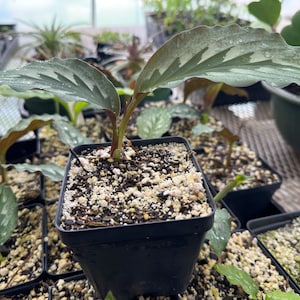 Kaempferia Rotunda Live Rooted Plant - Etsy