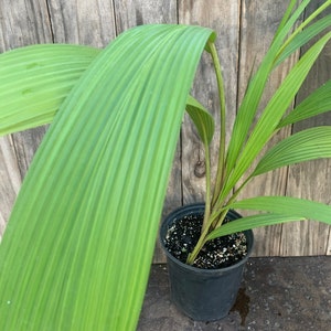 Curculigo Capitulata, Palm Grass Live Rooted Plant - Etsy