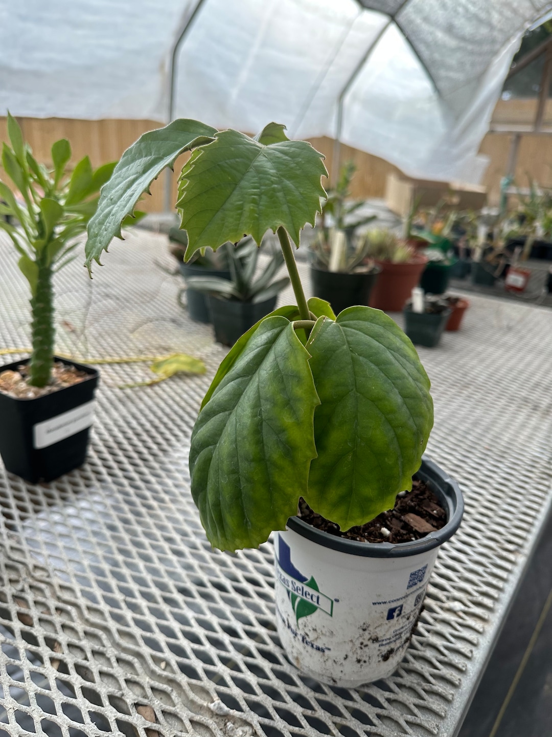 Tetrastigma Voinierianum, Chestnut Vine Live Plant - Etsy