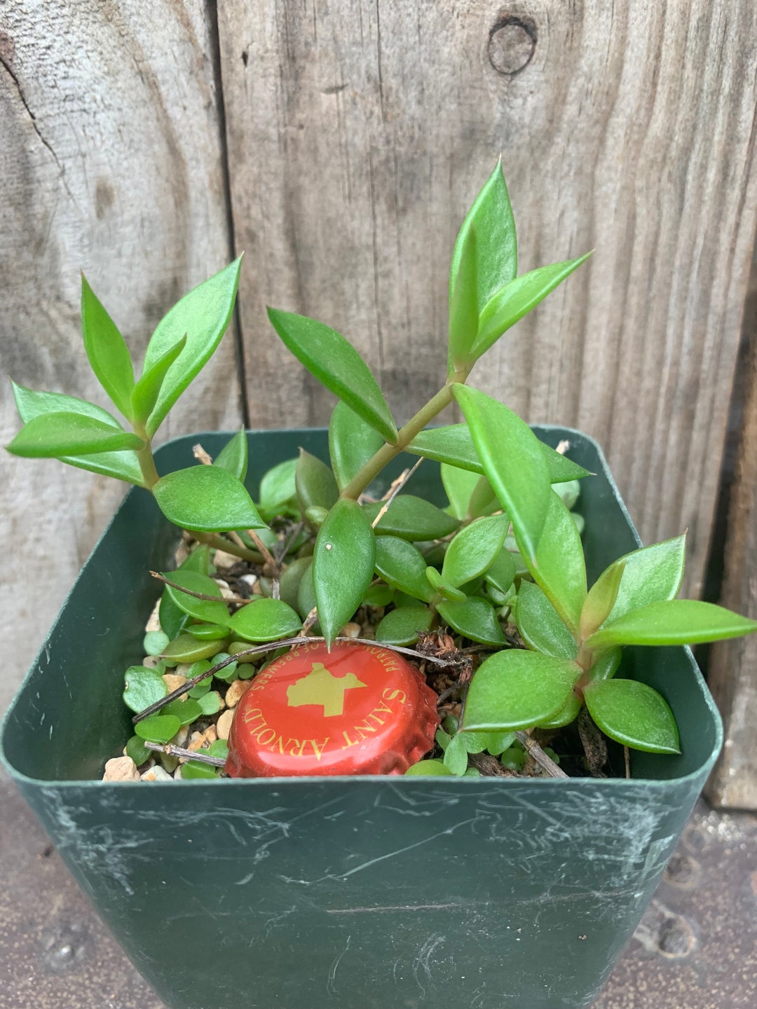 Native Texas Succulent Lenophyllum Texanum , Coastal Stonecrop Live ...
