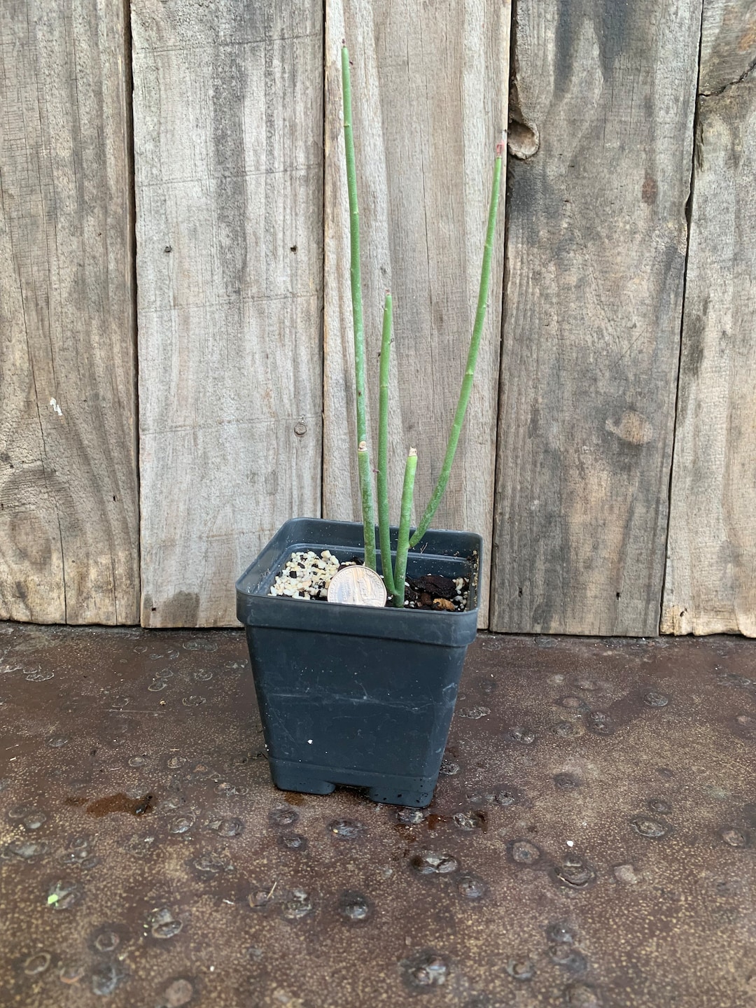 Euphorbia Antisyphilitica, Candelilla, Live Rooted Plant - Etsy