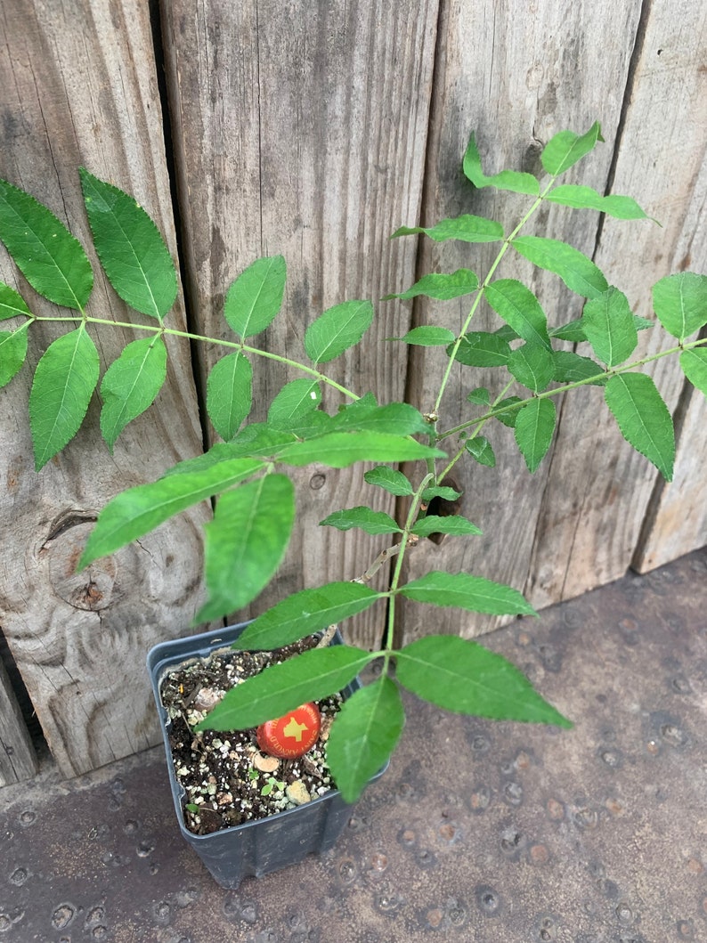 Hercules Club Tree Rooted Plant Zanthoxylum Clava-herculis - Etsy