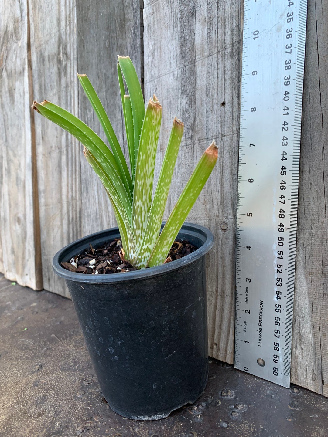 Aloe Cooperi, Cooper’s Hardy Grass Aloe. Live Rooted Plant - Etsy