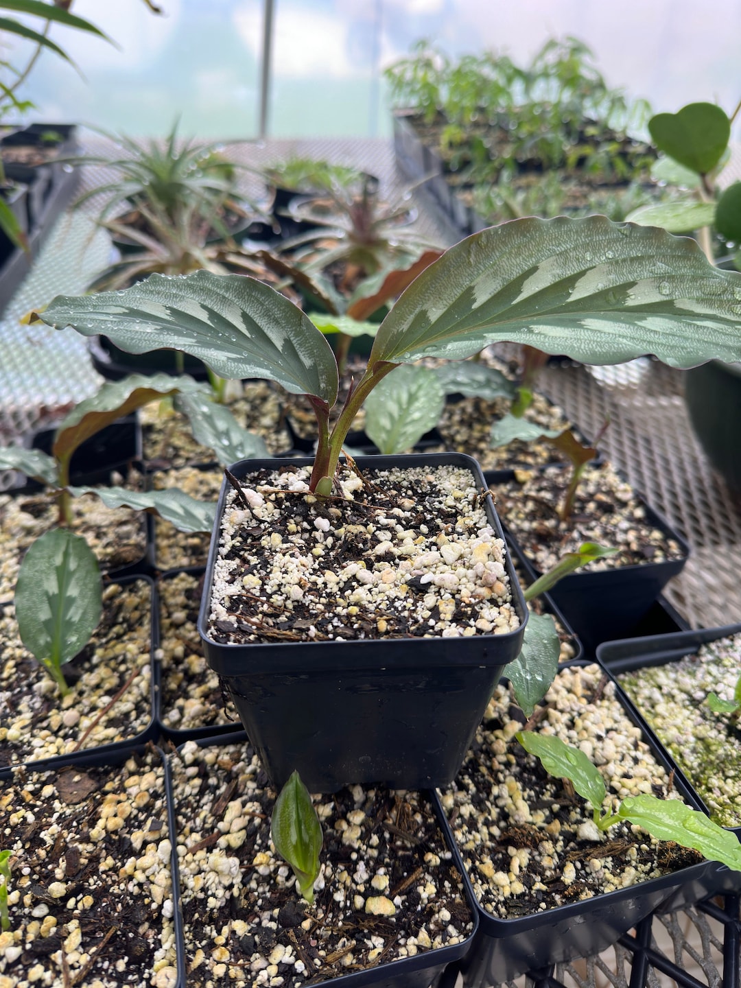 Kaempferia Rotunda Live Rooted Plant - Etsy