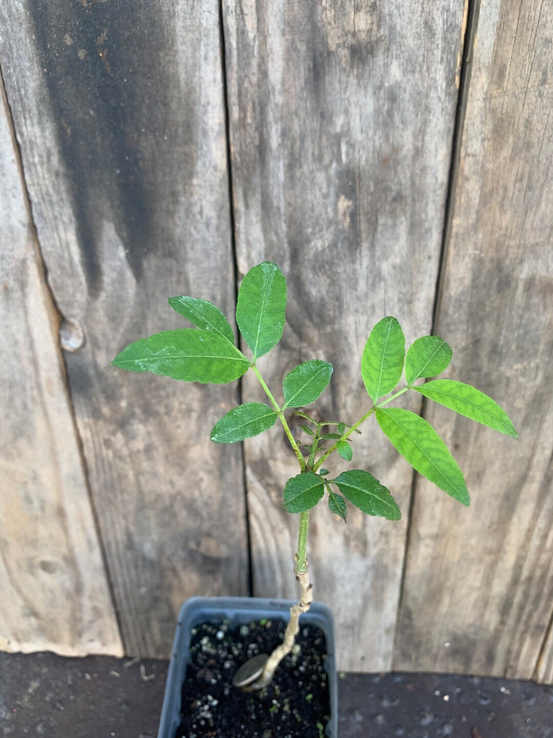 Hercules Club Tree Rooted Plant Zanthoxylum Clava-herculis - Etsy