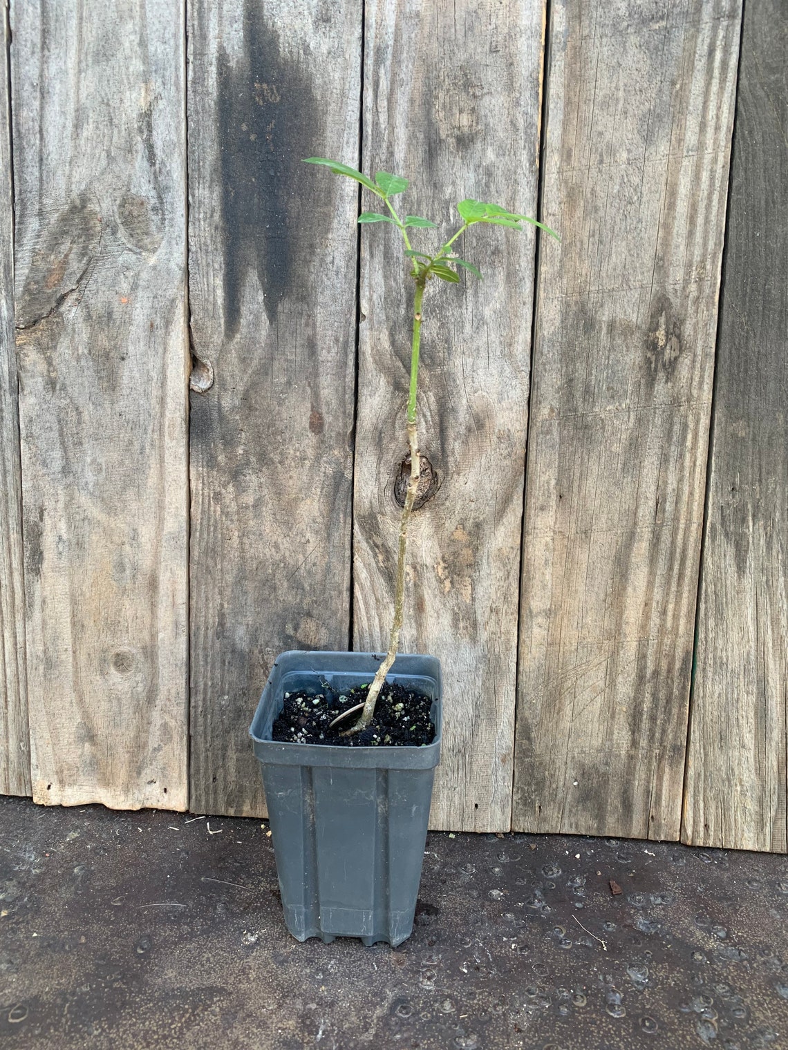 Hercules Club Tree Rooted Plant Zanthoxylum Clava-herculis - Etsy