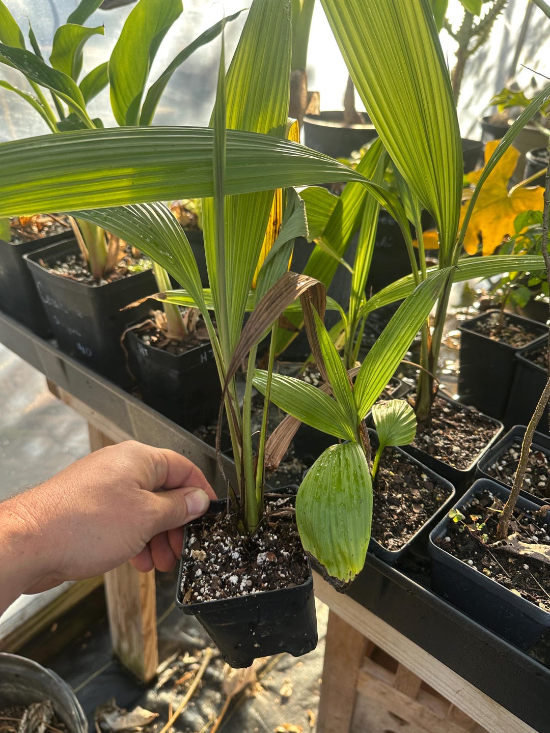 Curculigo Capitulata, Palm Grass Live Rooted Plant - Etsy