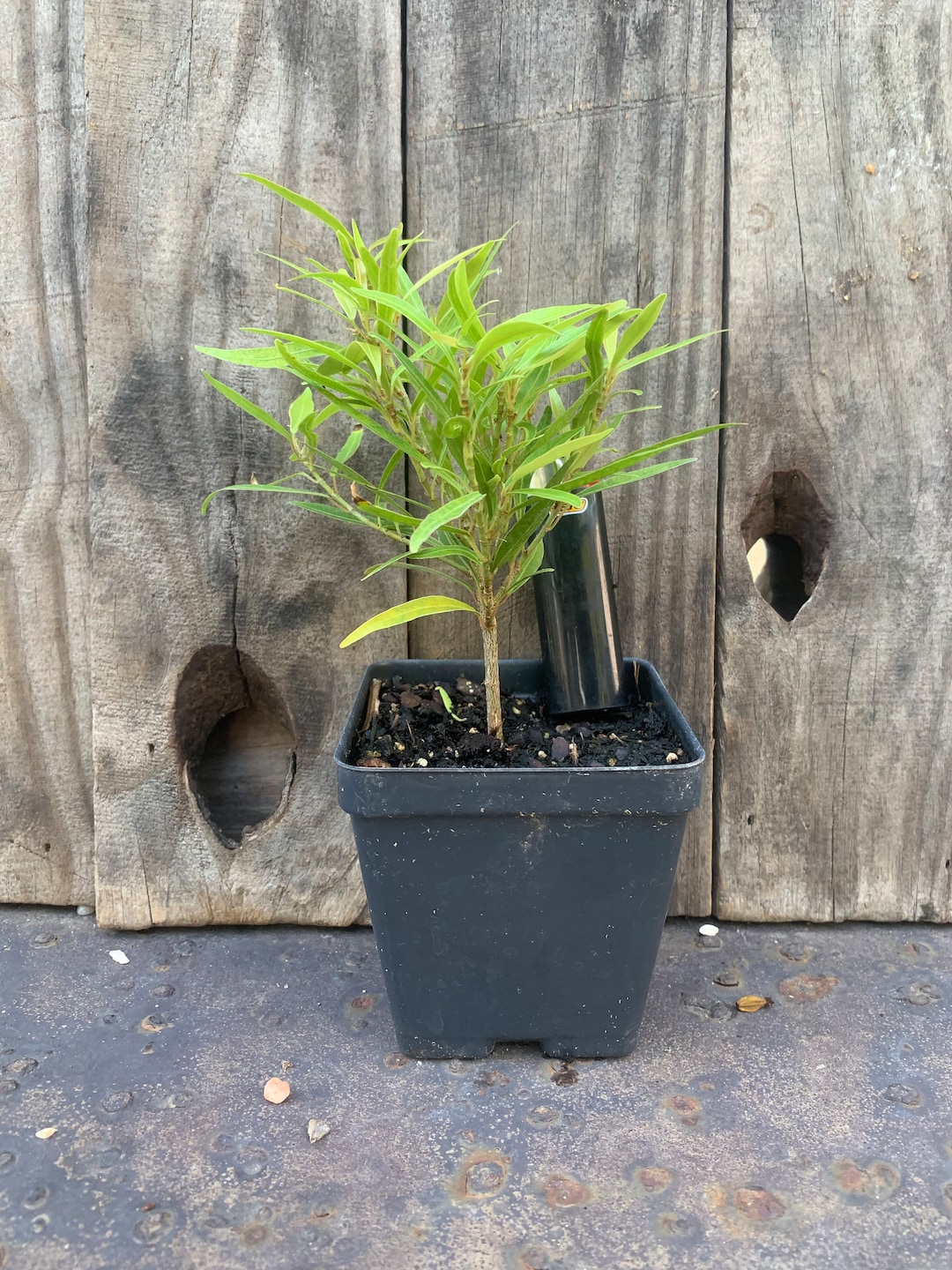 Ficus Nerifolia, Willow Leaf Fig, Live Plant - Etsy