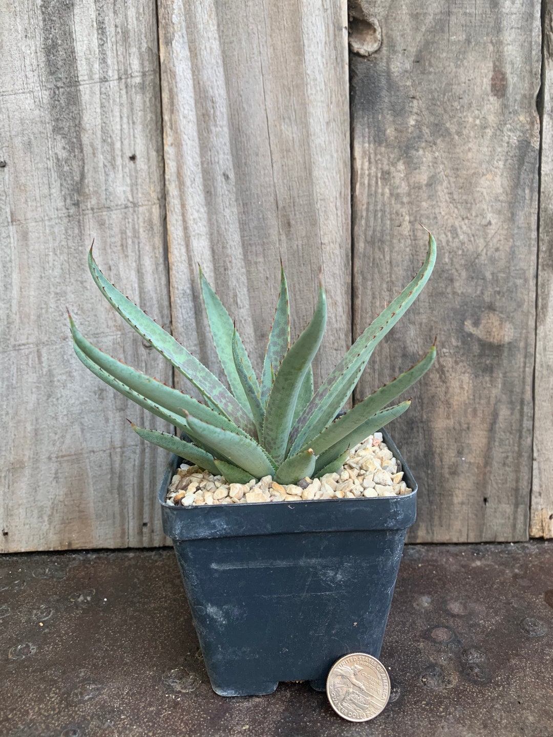 Mangave ‘bloodspot’ Live Rooted Plant - Etsy