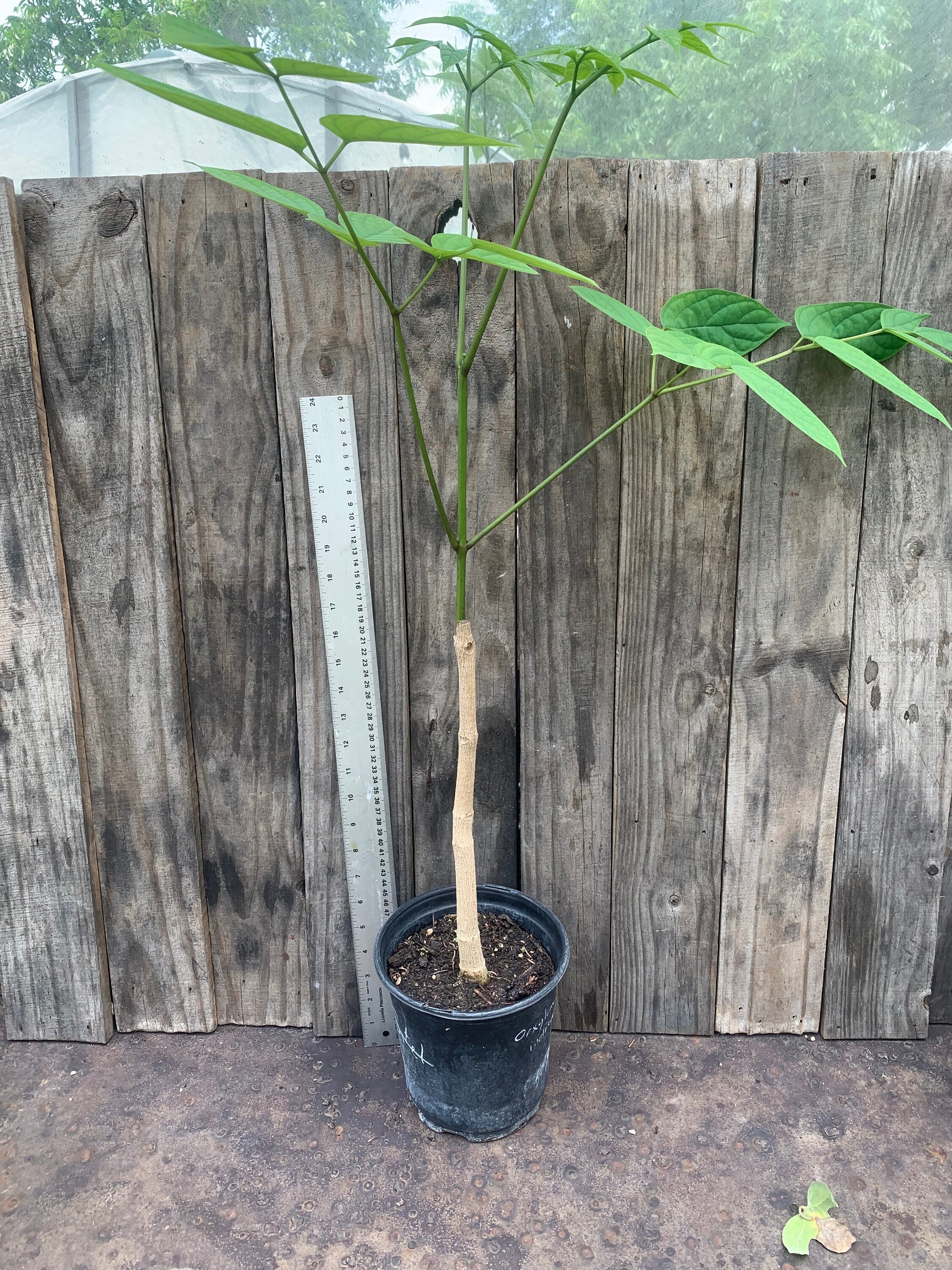 Oroxylum Indicum Broken Bones Live Plant - Etsy