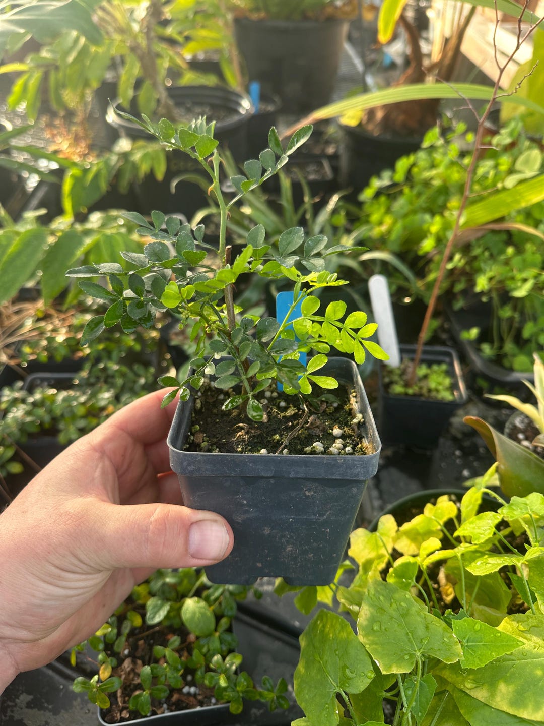 Zanthoxylum Fagara, Lime Prickly Ash ; Live Plant - Etsy