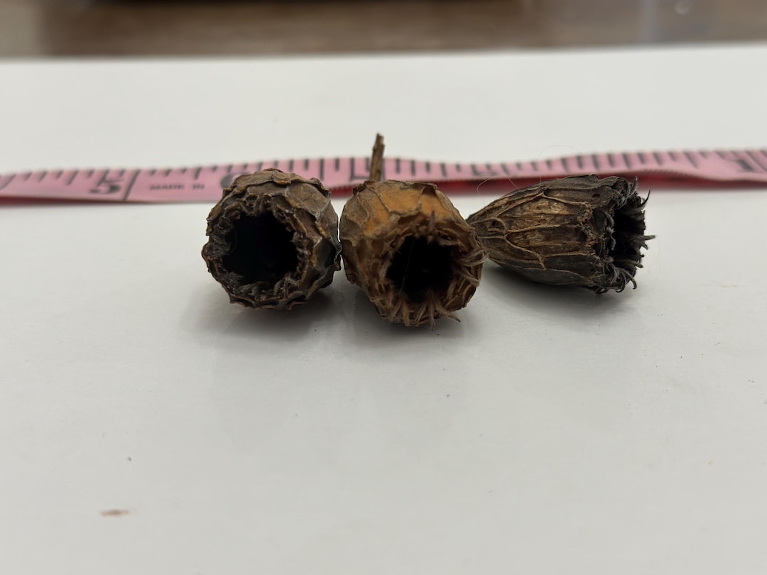 Calycanthus Occidentalis, Seed Pod, Unusual Botanical. - Etsy