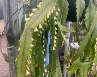 Lepismium Houlletianum snowdrop Cactus LIVE PLANT Low Maintenance ...