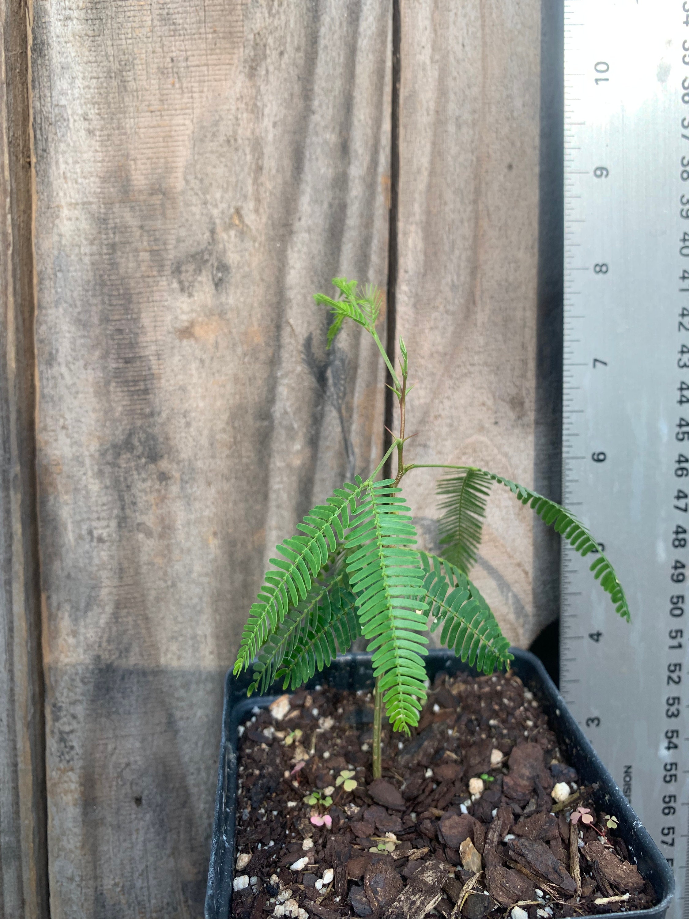 Bullhorn Acacia Vachellia Cornigera Live Plant - Etsy