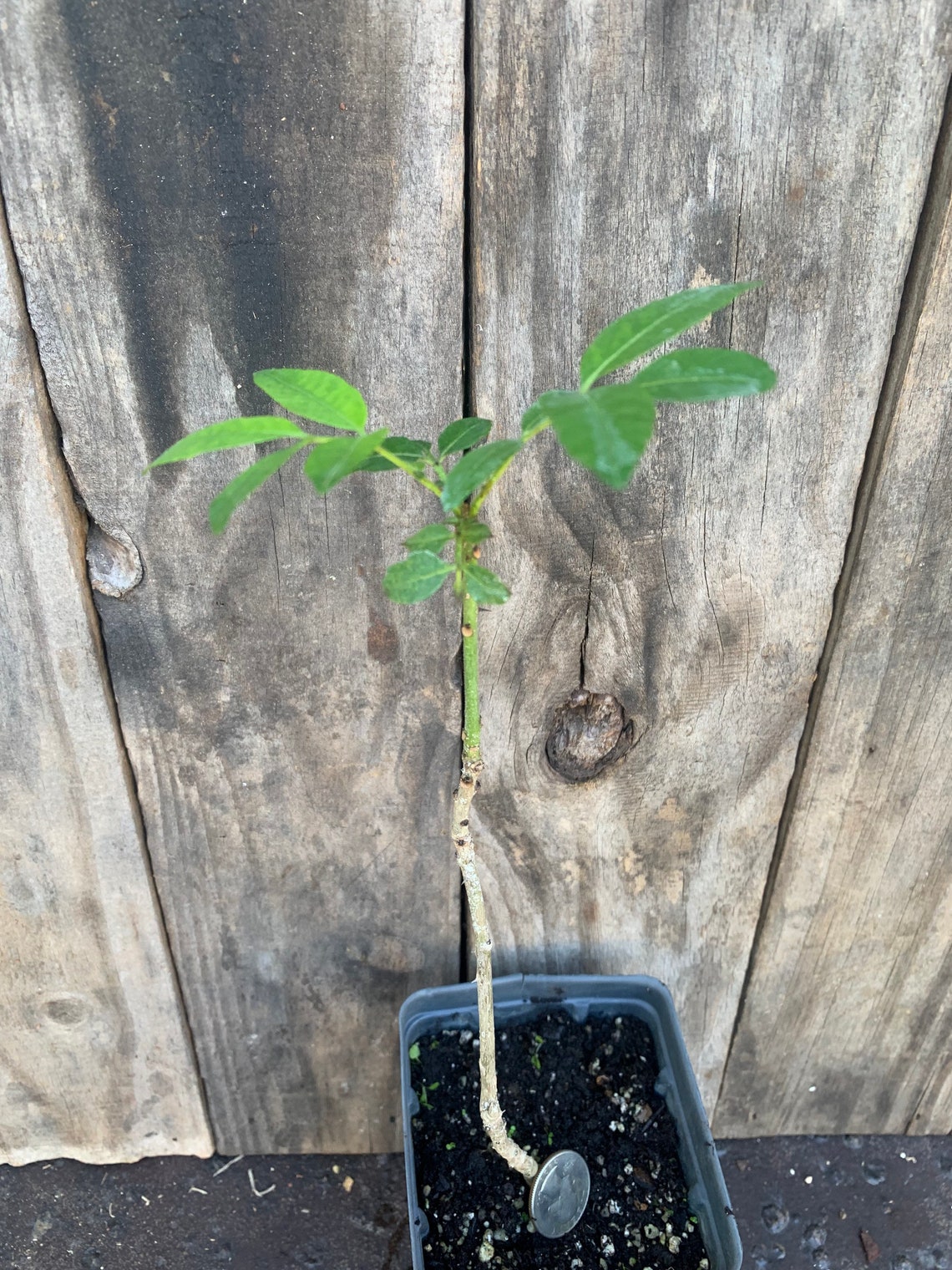 Hercules Club Tree Rooted Plant Zanthoxylum Clava-herculis - Etsy