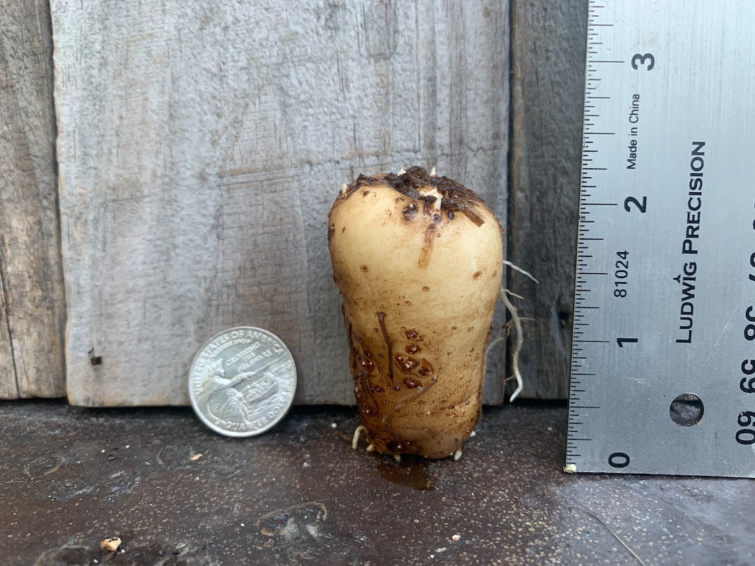 Rare Thai Aroid Amorphophallus Atroviridis pewterware - Etsy