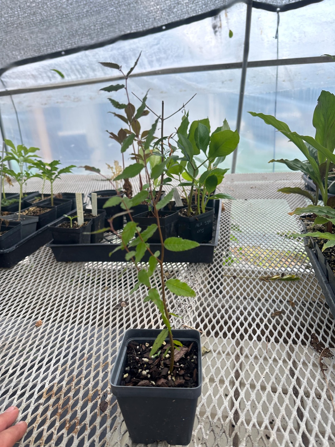 Planera Aquatica, the Planertree or Water Elm Live Plant - Etsy