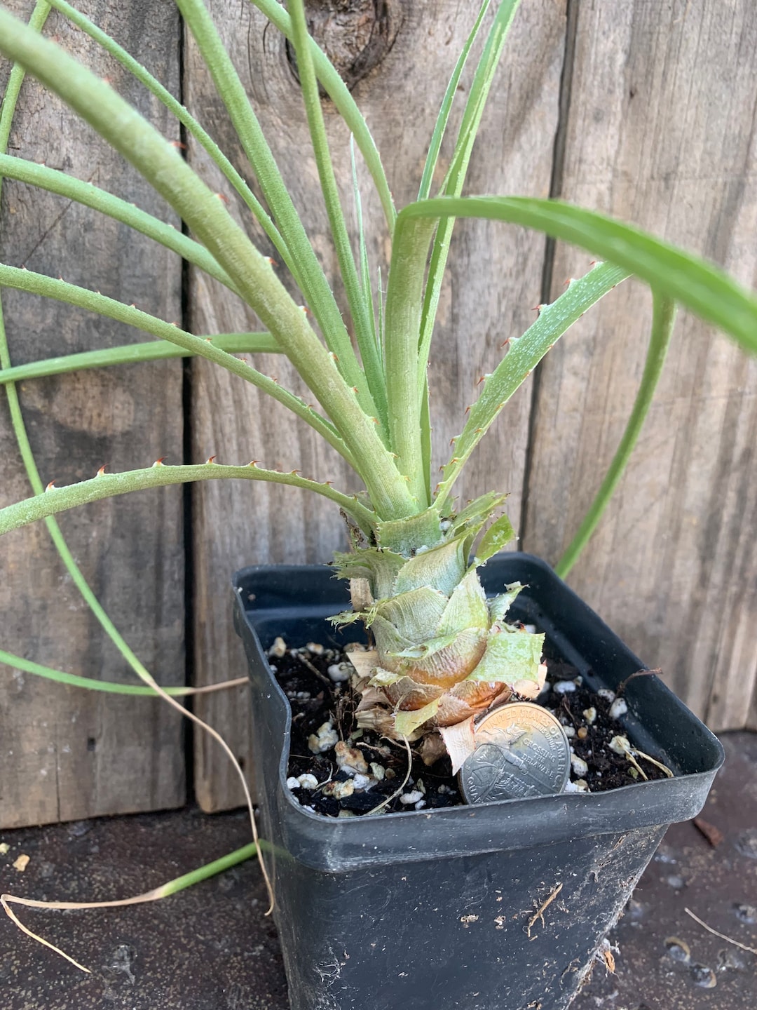 Puya Mirabilis Live Rooted Plant - Etsy
