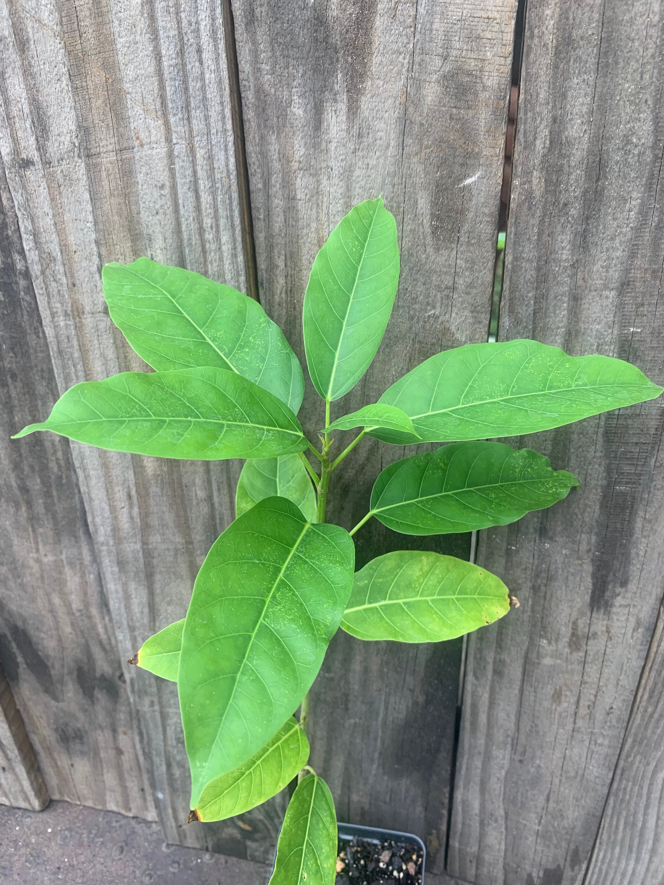 Ficus Virens Live Rooted Plant Etsy