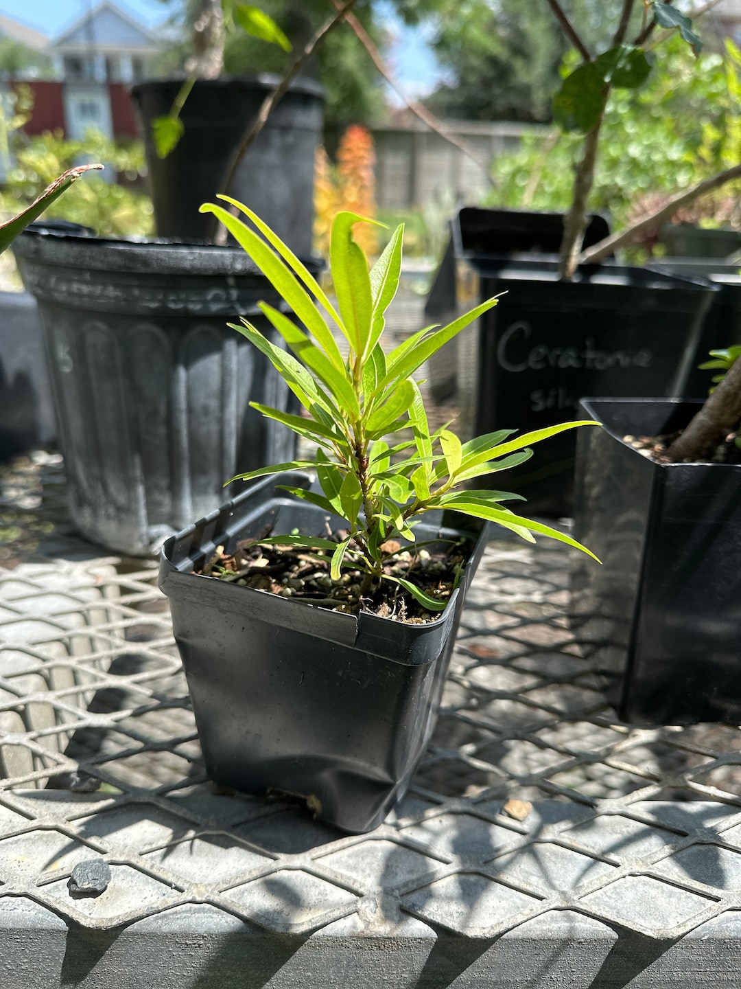 Ficus Nerifolia, Willow Leaf Fig, Live Plant - Etsy