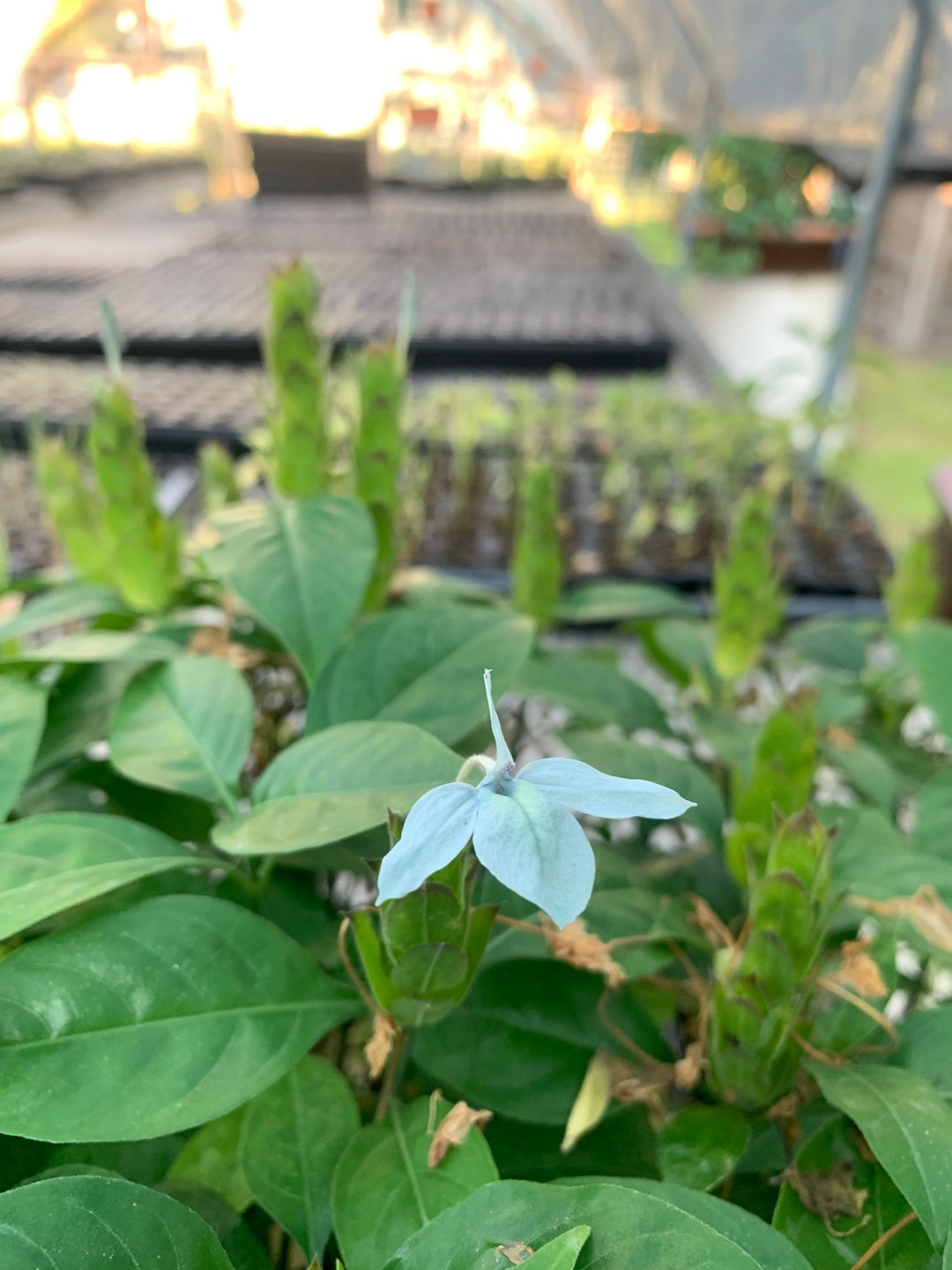 Turquoise Flowering Shrimp Plant , Ecbolium Viride , 1 Live Plant - Etsy