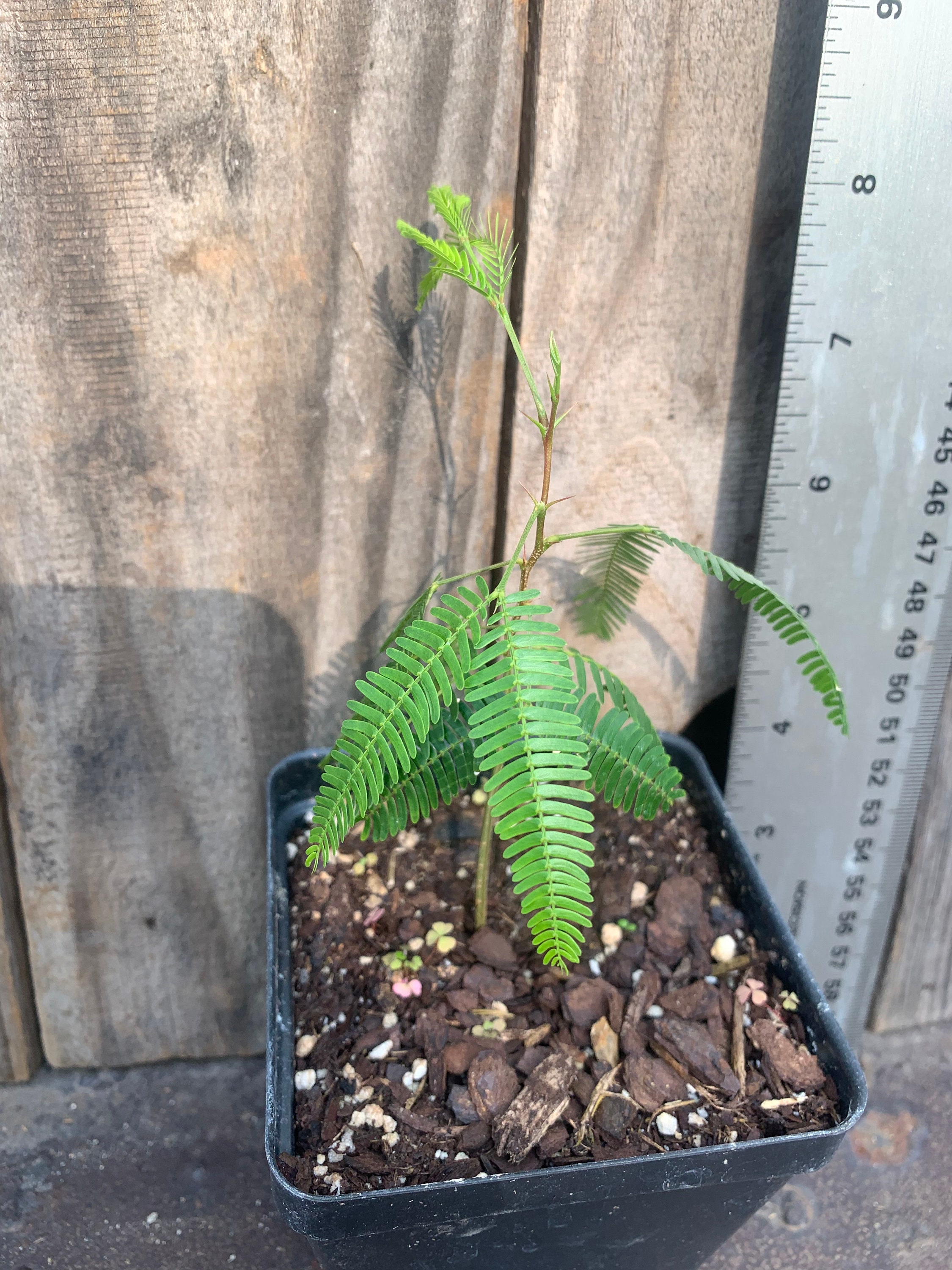 Bullhorn Acacia Vachellia Cornigera Live Plant - Etsy