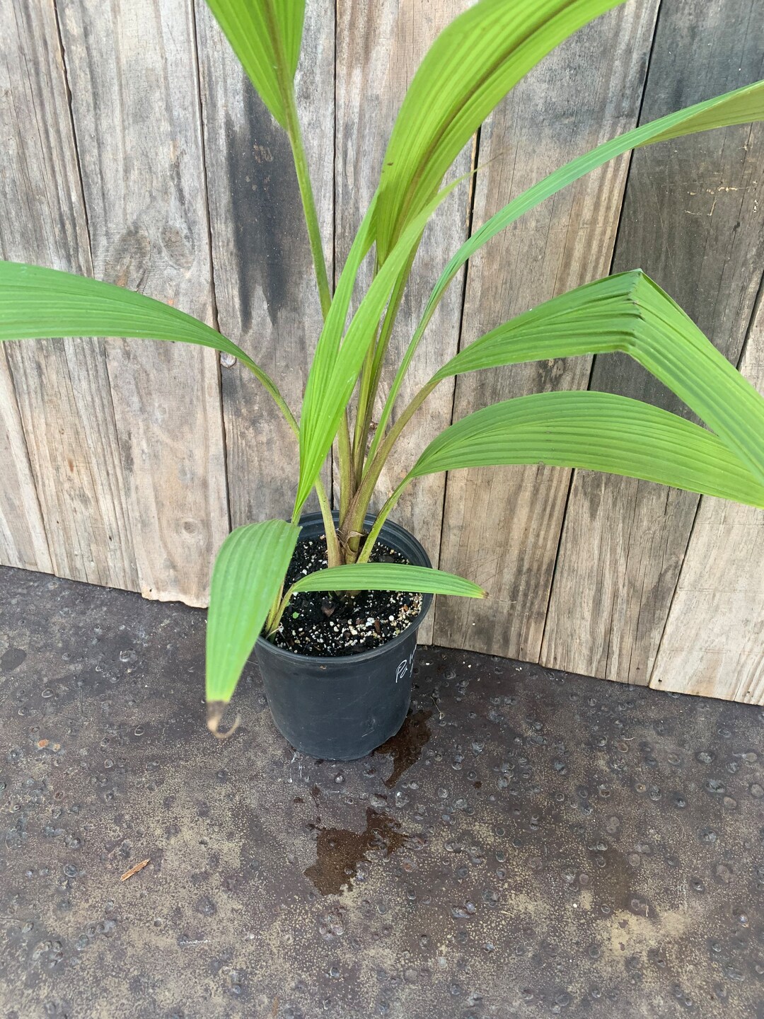Curculigo Capitulata, Palm Grass Live Rooted Plant - Etsy