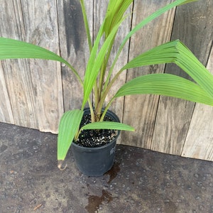 Curculigo Capitulata, Palm Grass Live Rooted Plant - Etsy