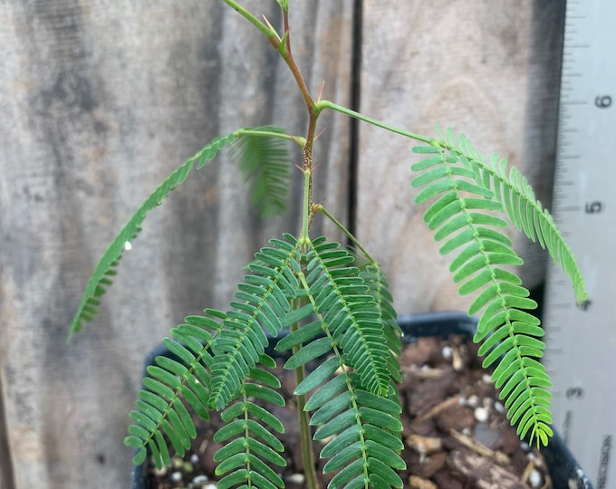 Bullhorn Acacia, Vachellia Cornigera, Live Plant - Etsy