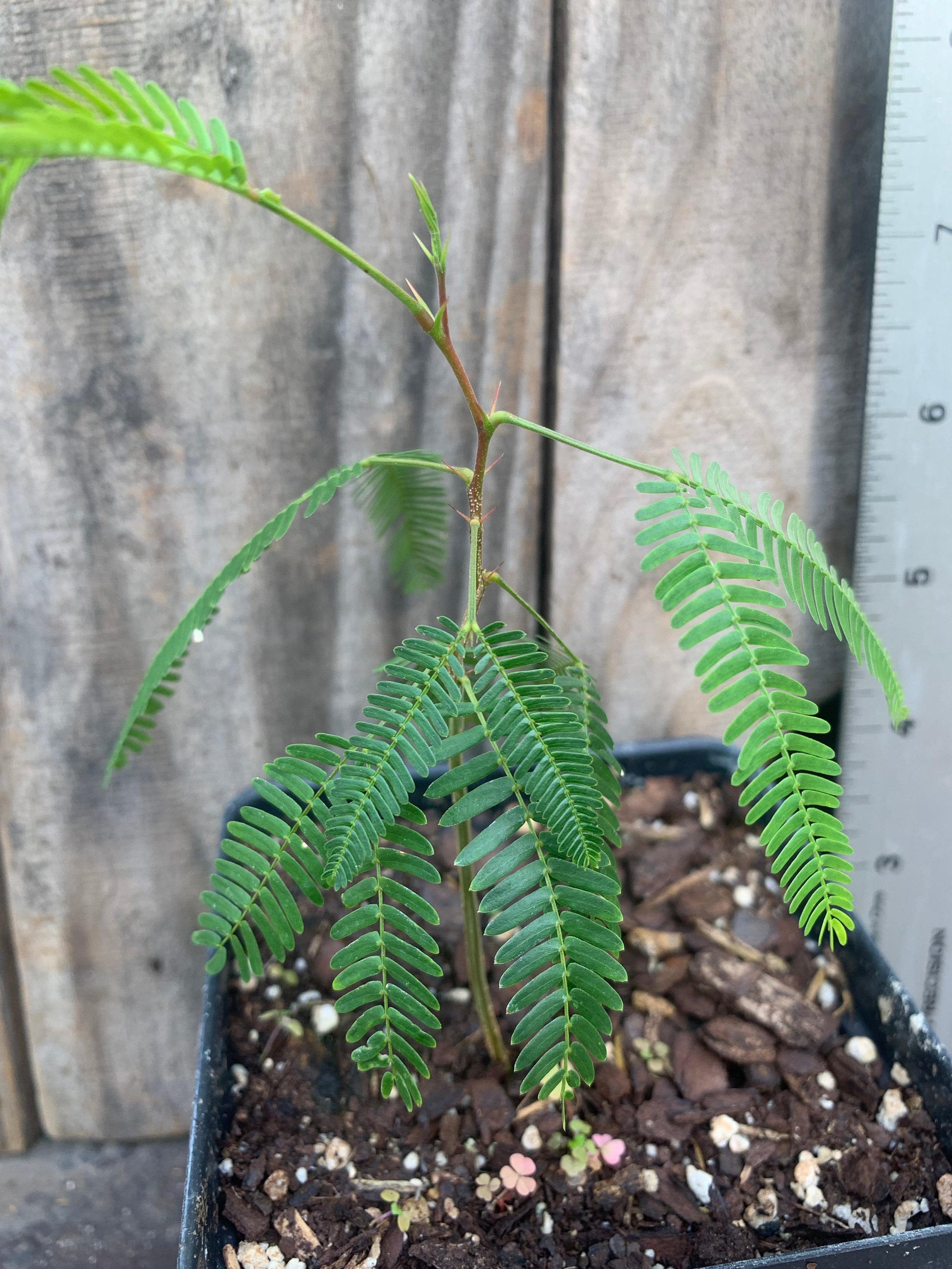 Bullhorn Acacia Vachellia Cornigera Live Plant - Etsy