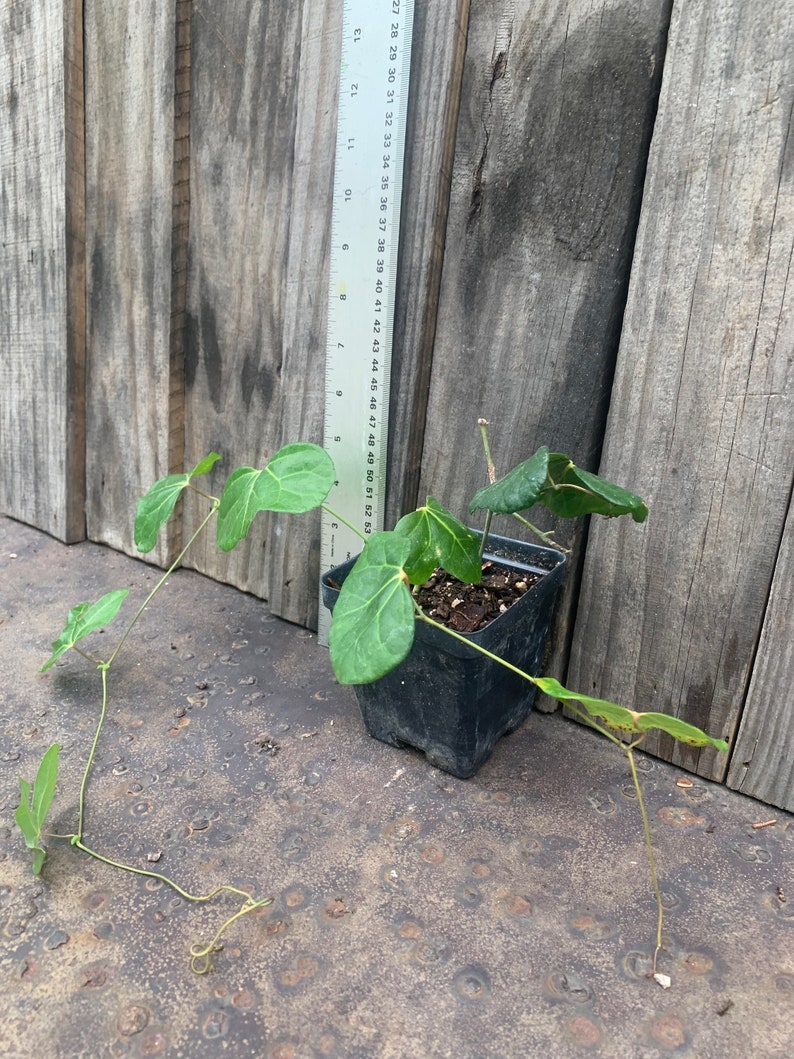 Aristolochia Trilobata Brazilian Pipe Vine Live Rooted - Etsy