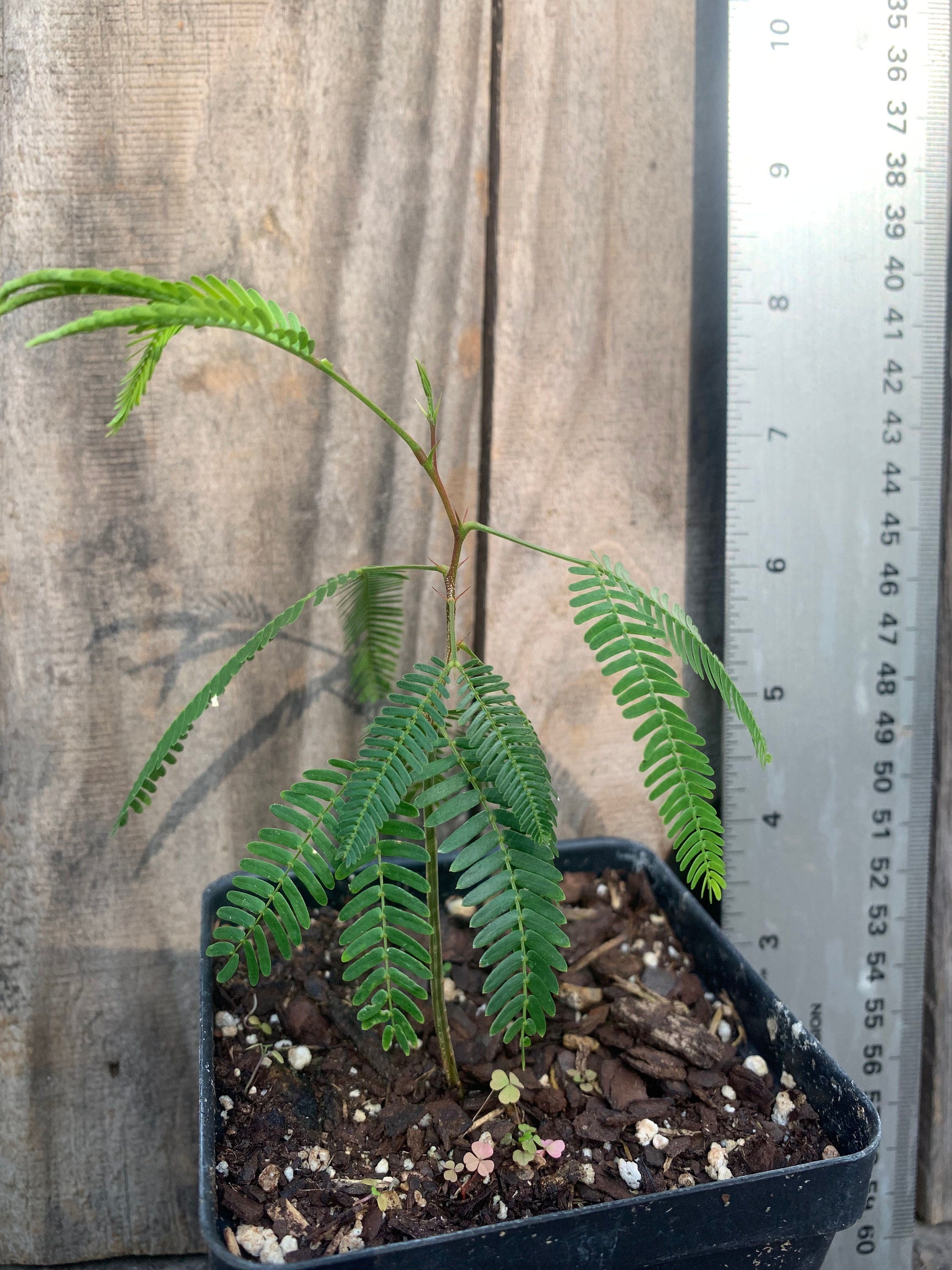 Bullhorn Acacia Vachellia Cornigera Live Plant - Etsy