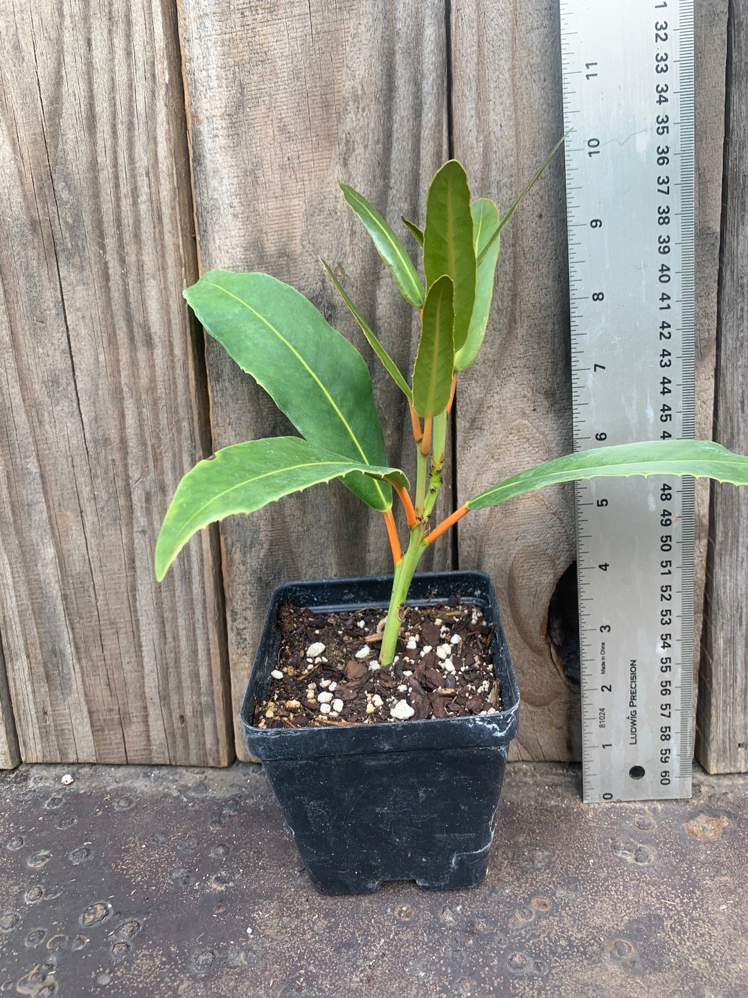 Brexia Madagascariensis , Rare African Succulent Tree, Live Rooted ...