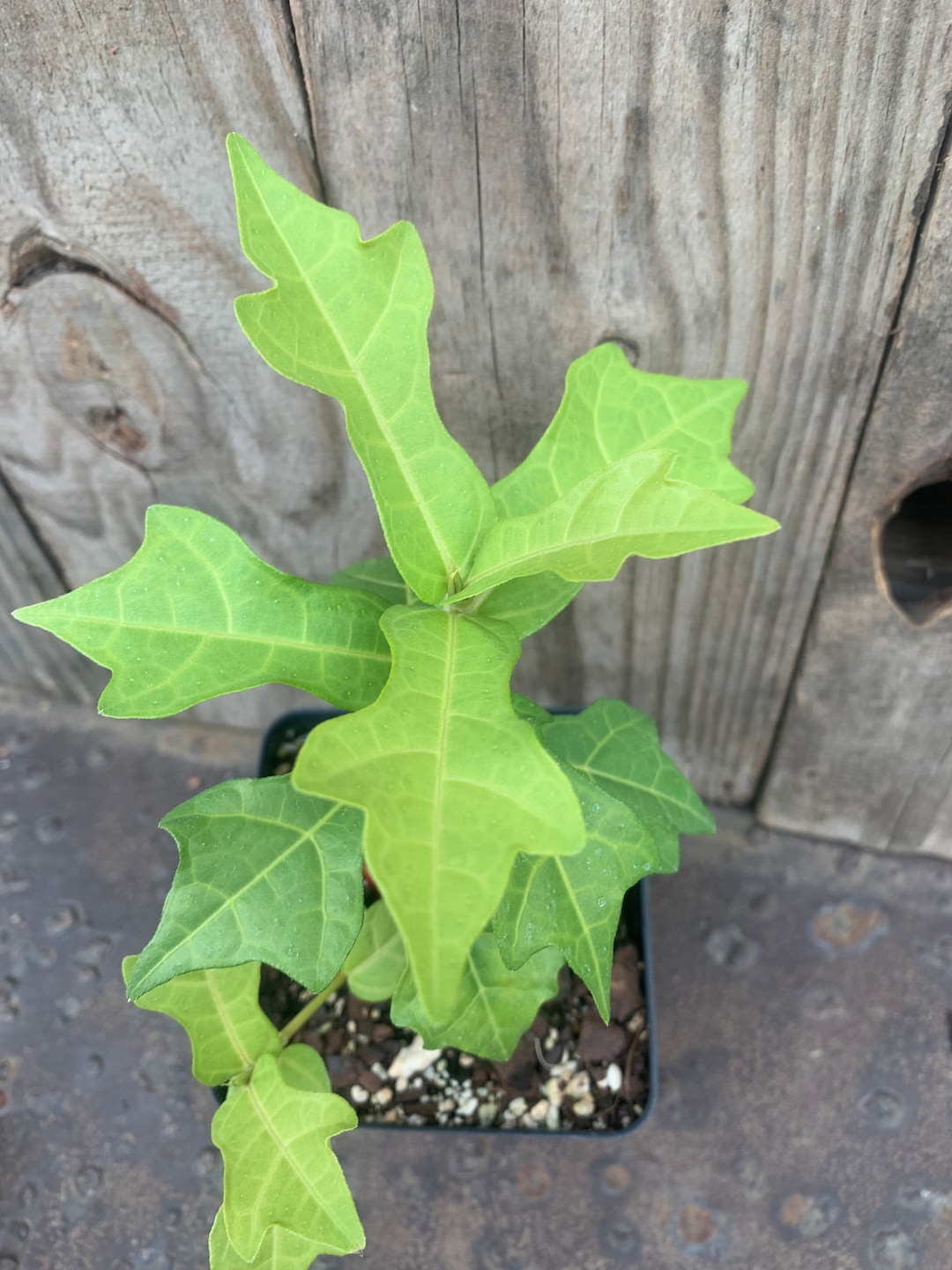 Ficus Tannoensis ; Rare Taiwan Ficus - Etsy