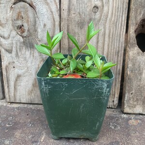 Native Texas Succulent Lenophyllum Texanum , Coastal Stonecrop Live ...