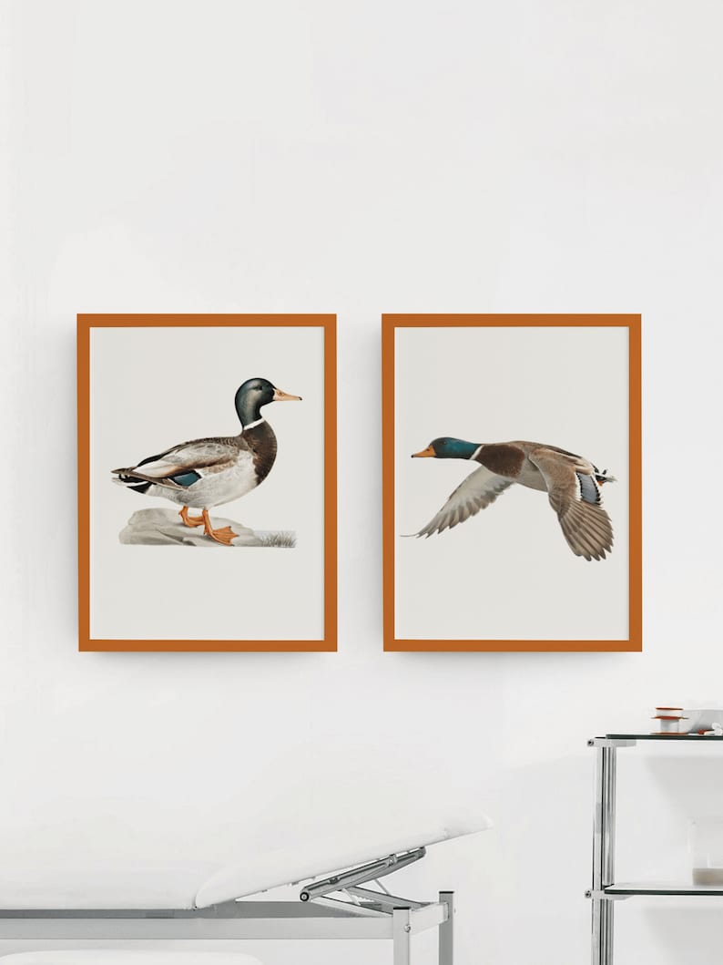 Mallard Duck Bird Print, Duck Wall Art Printable Download, Farmhouse ...