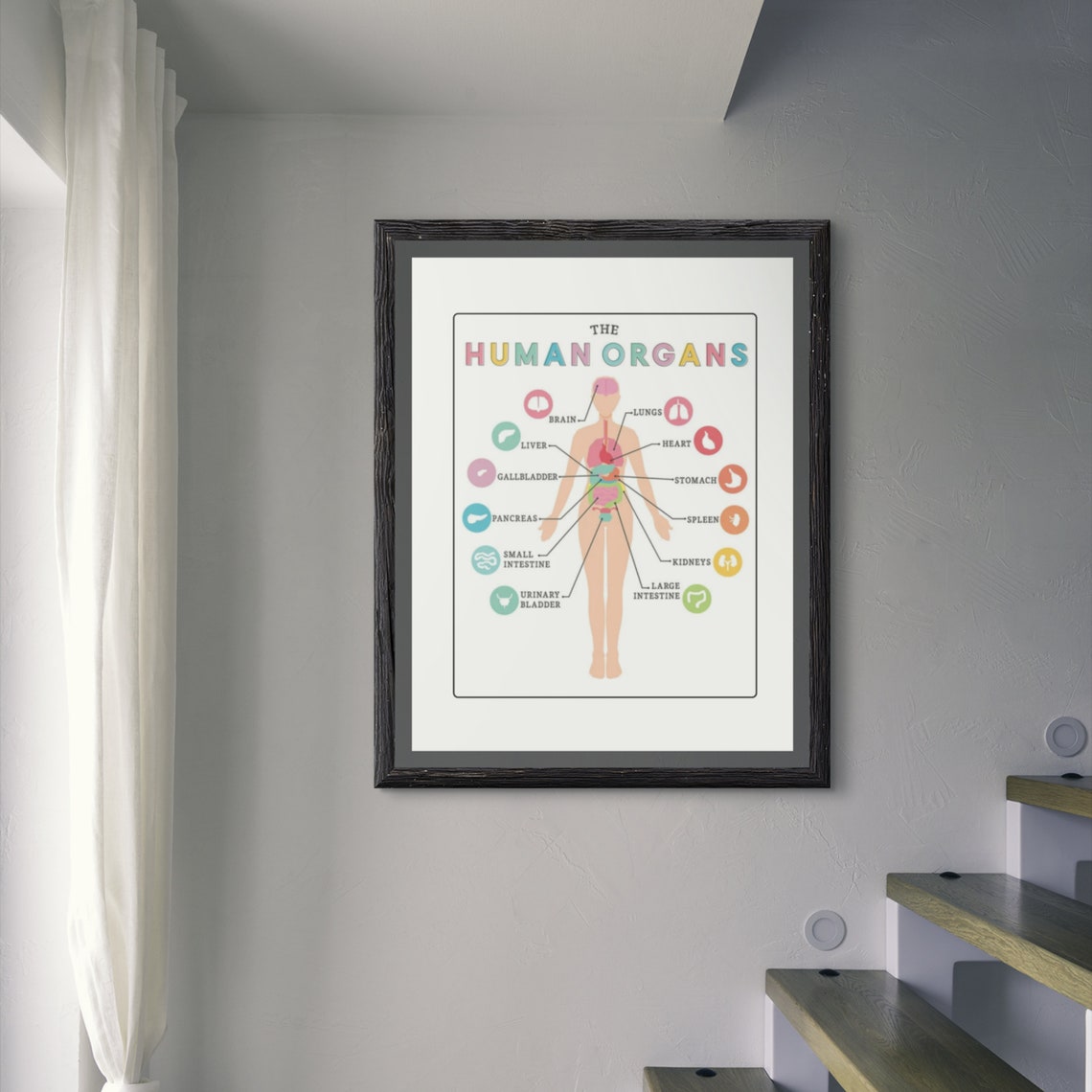 Human Anatomy Poster: Organs Body Diagram, School Education (digital ...