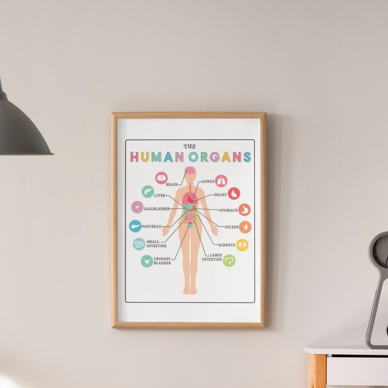 Human Anatomy Poster: Organs Body Diagram, School Education (digital ...