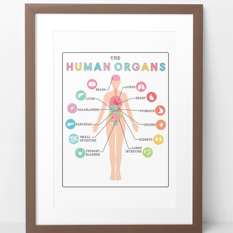 Human Anatomy Poster: Organs Body Diagram, School Education (digital ...