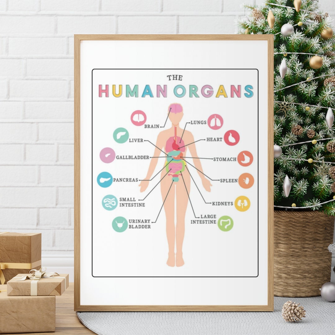 Human Anatomy Poster: Organs Body Diagram, School Education (digital ...