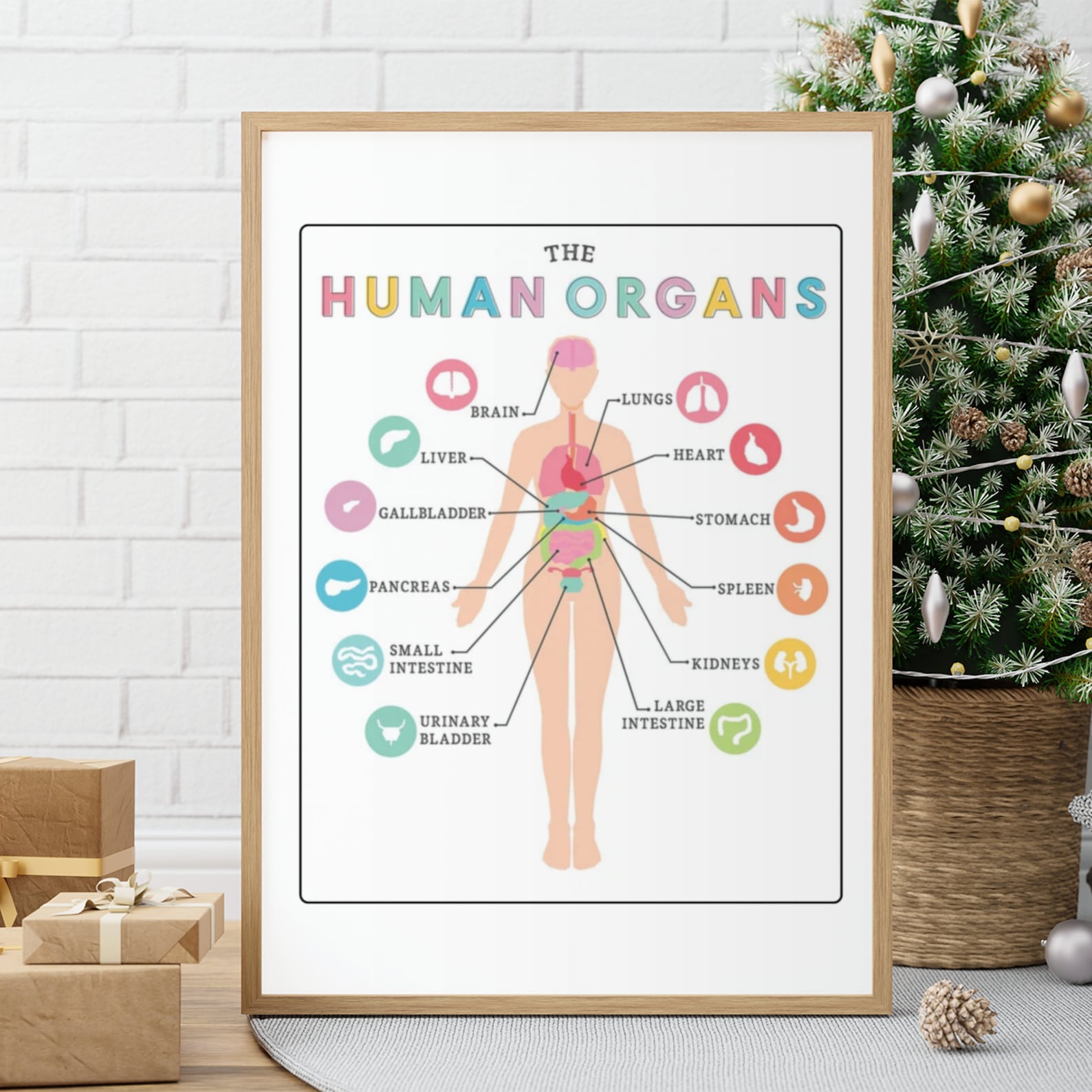 Human Anatomy Poster: Organs Body Diagram, School Education (digital ...